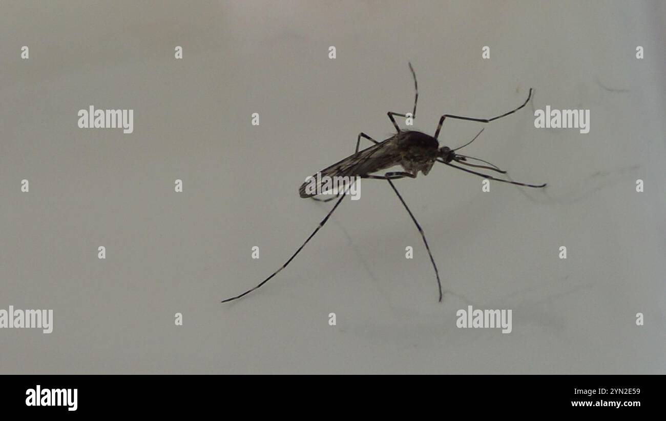 Banded house mosquito (Culiseta annulata Stock Photo - Alamy