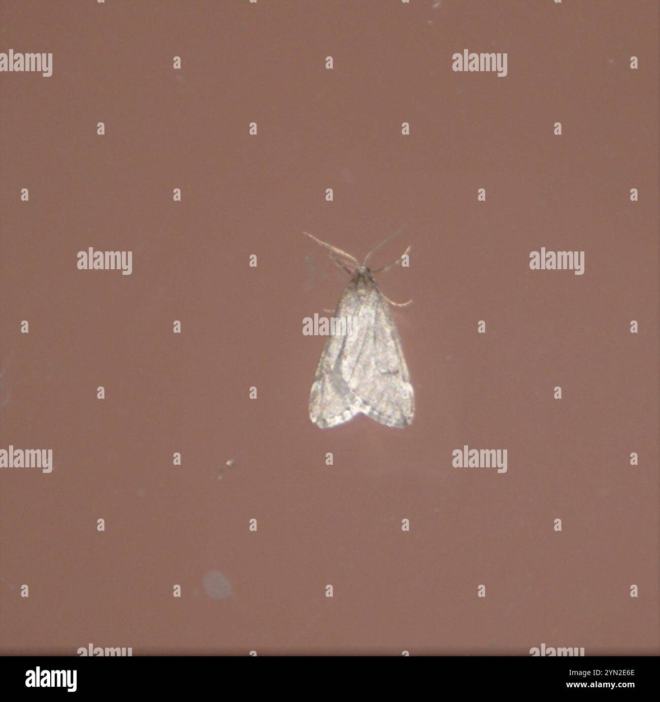 Fall Cankerworm Moth (Alsophila pometaria Stock Photo - Alamy