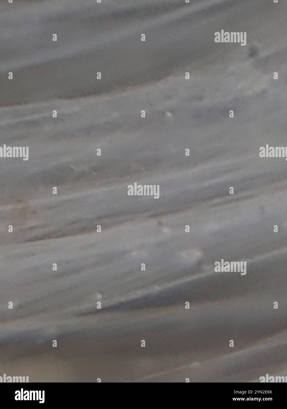 Vacuolate hi-res stock photography and images - Alamy