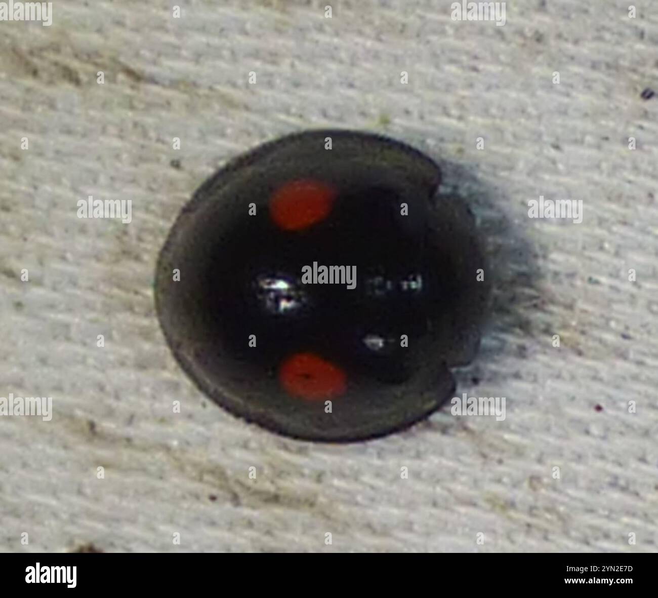 Twice-stabbed Lady Beetle (Chilocorus stigma Stock Photo - Alamy