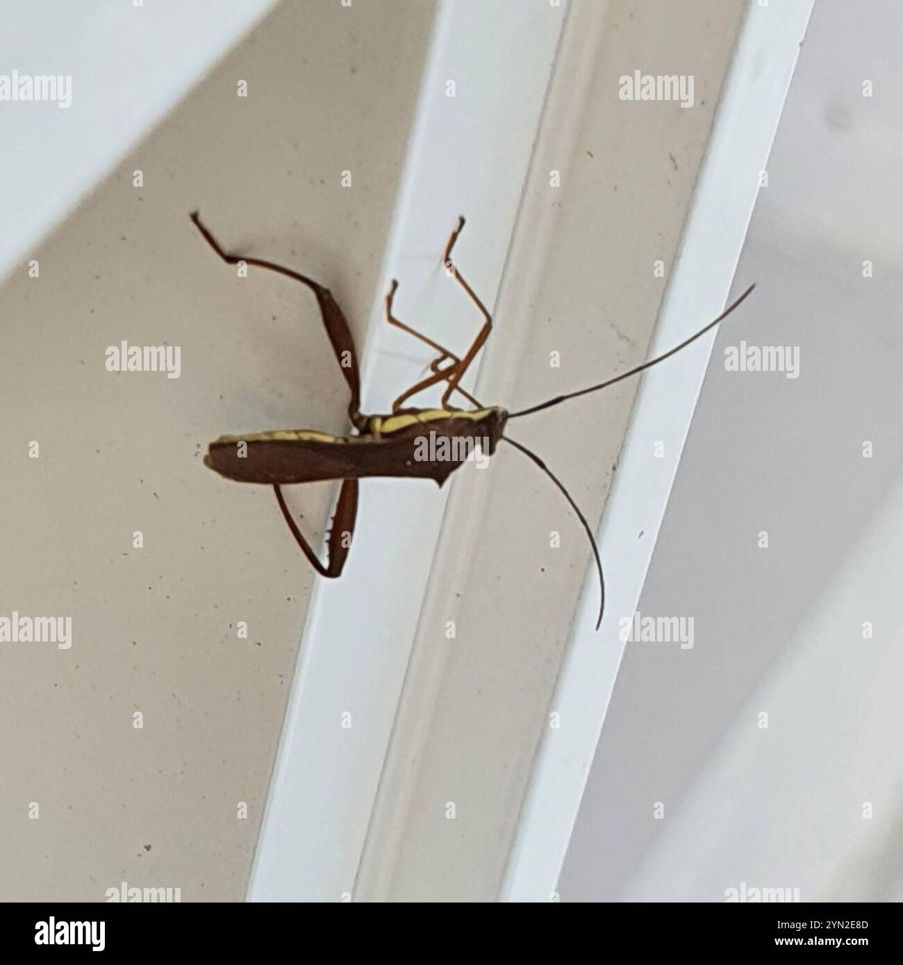 Riptortus hi-res stock photography and images - Alamy