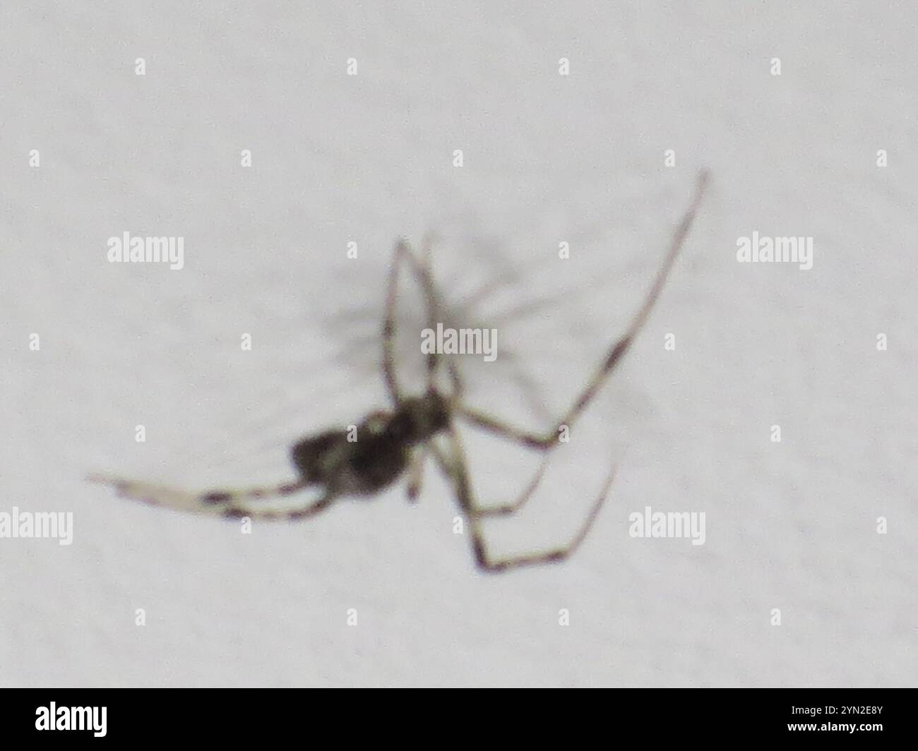 Common House Spider (Parasteatoda tepidariorum Stock Photo - Alamy
