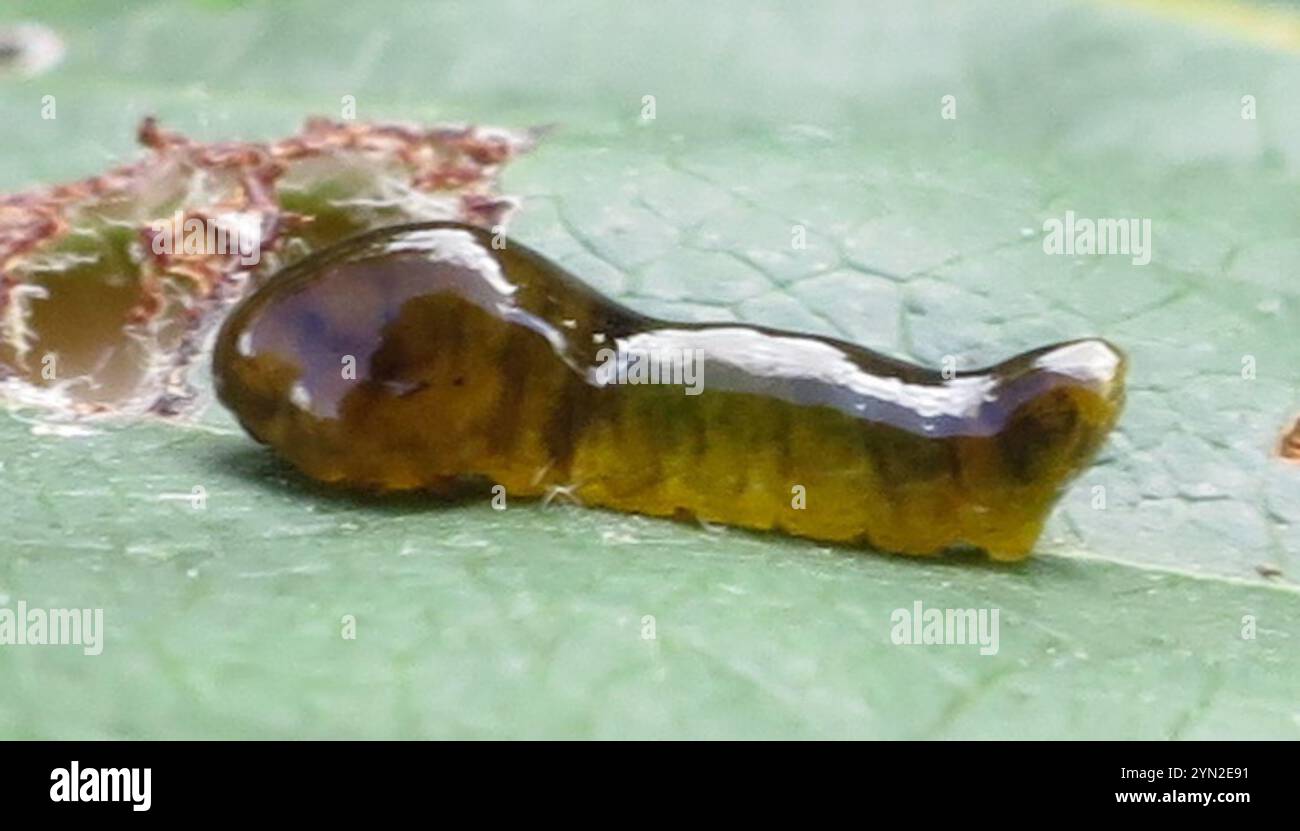Cherry slug sawfly hi-res stock photography and images - Alamy