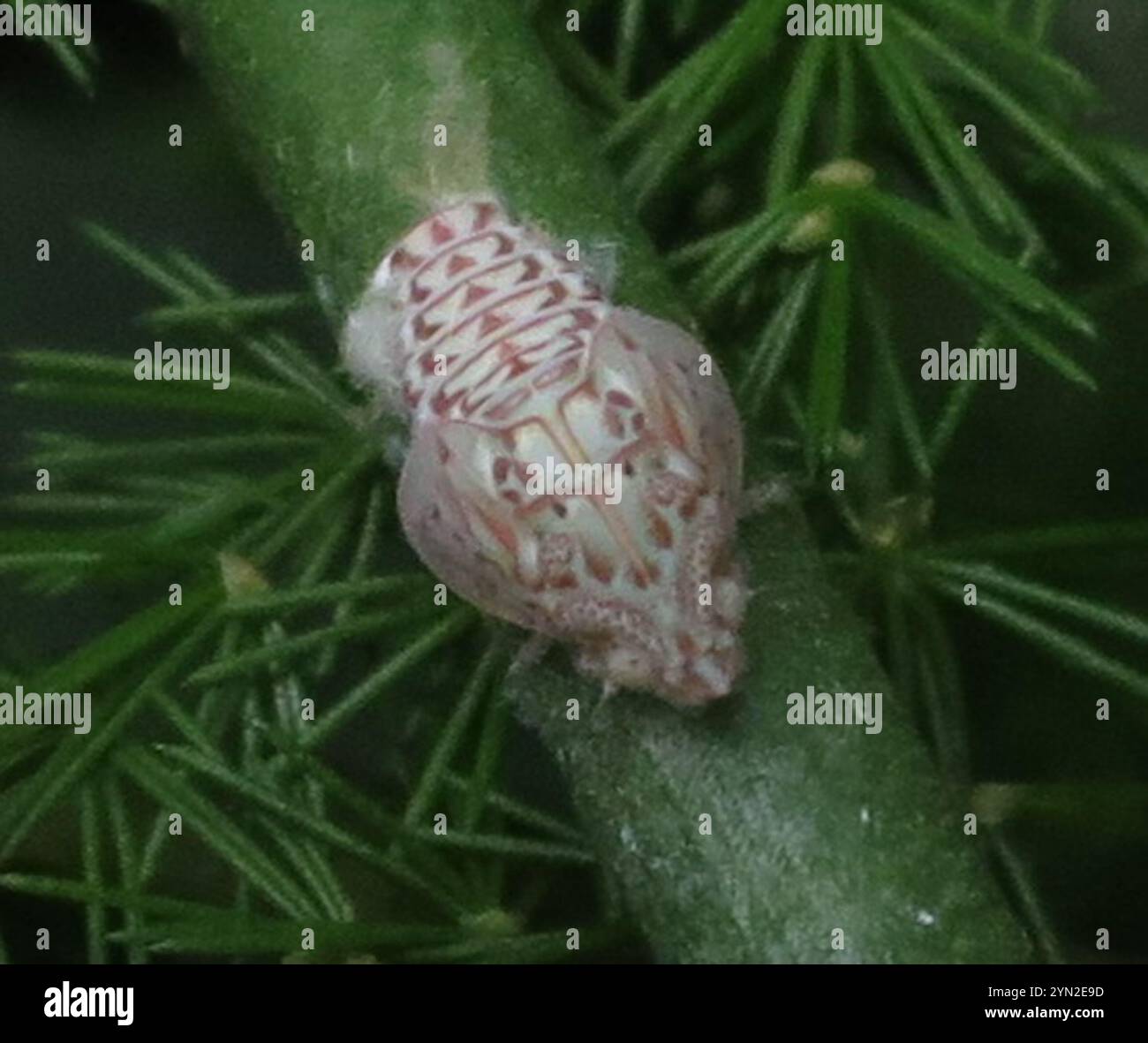 Torpedo Bug (Siphanta acuta Stock Photo - Alamy