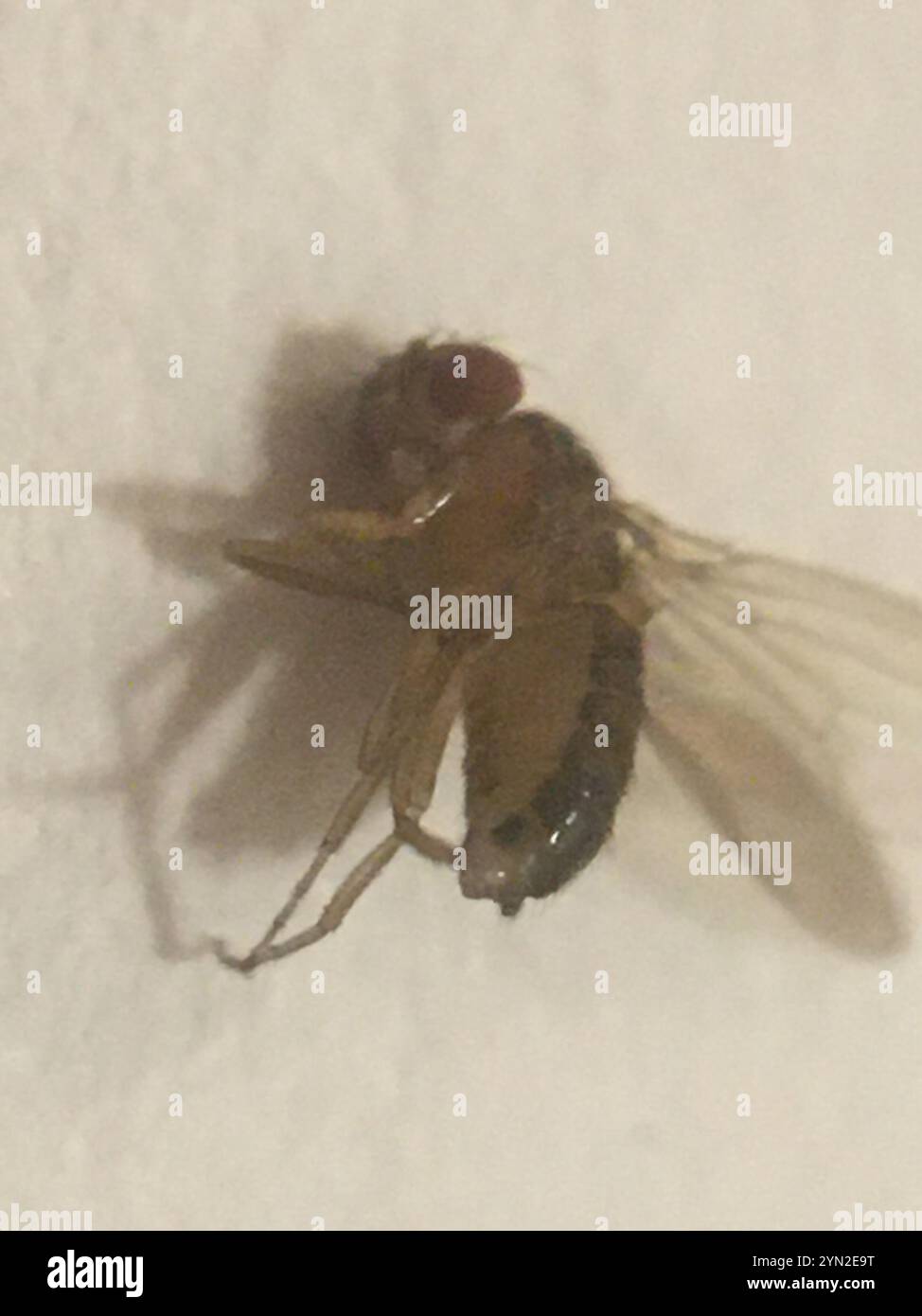 Small Fruit Flies (Drosophila Stock Photo - Alamy