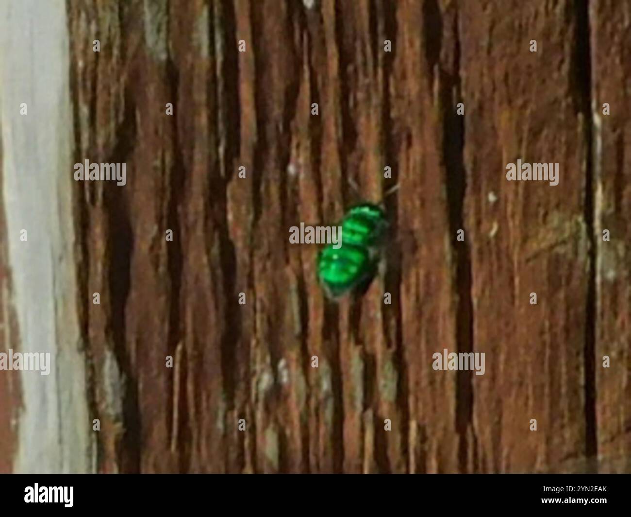 Euglossa bee hi-res stock photography and images - Alamy