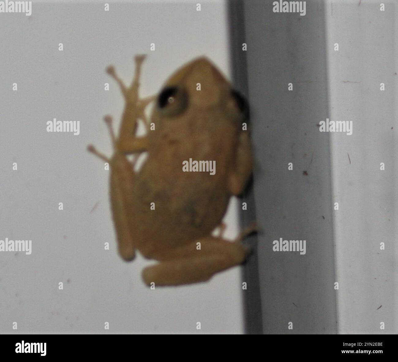 Common Coqui (Eleutherodactylus coqui Stock Photo - Alamy