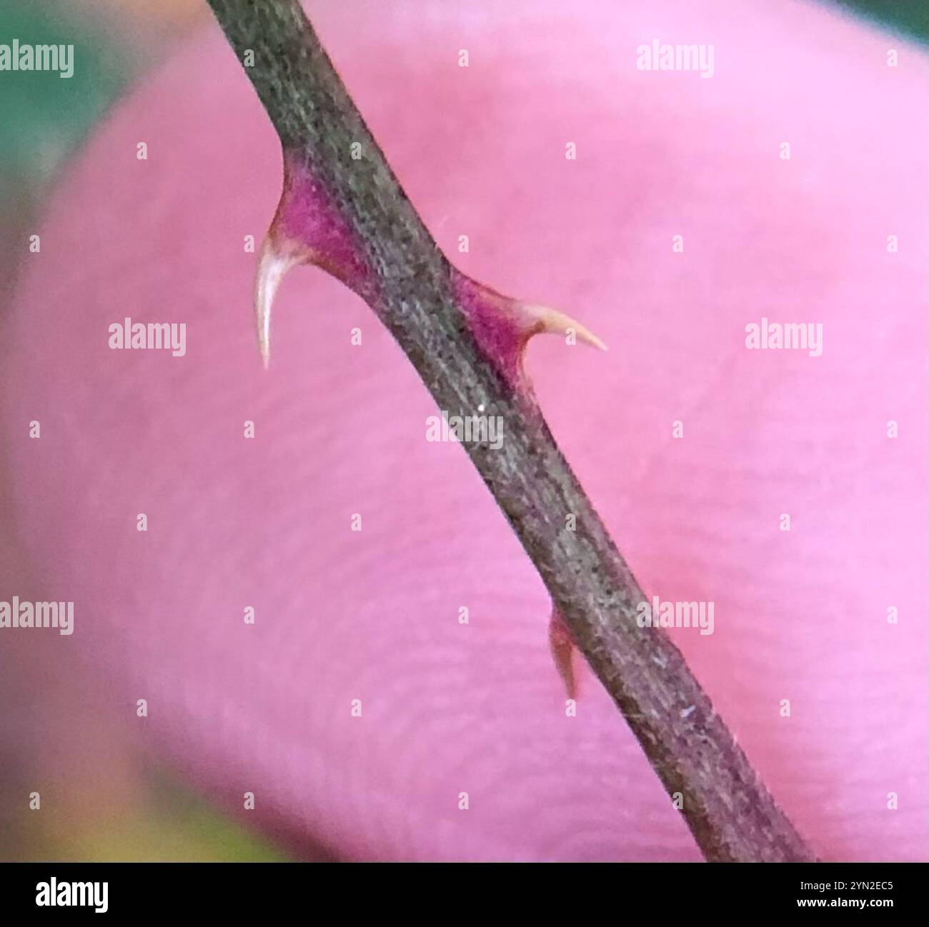 Pensilvanicus hi-res stock photography and images - Alamy