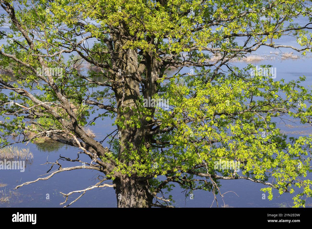 Oak trees in flood water hi-res stock photography and images - Alamy