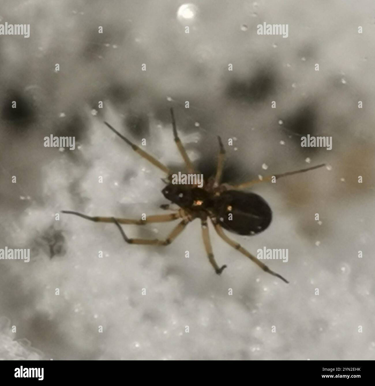 Sheetweb and Dwarf Weavers (Linyphiidae Stock Photo - Alamy