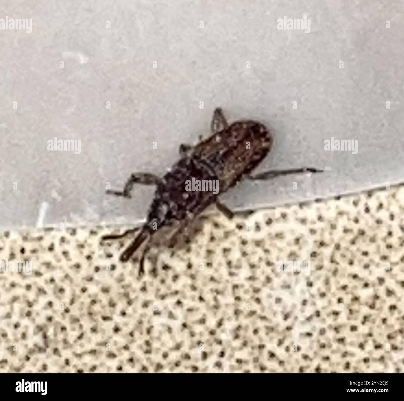 Grain Weevils (Sitophilus Stock Photo - Alamy