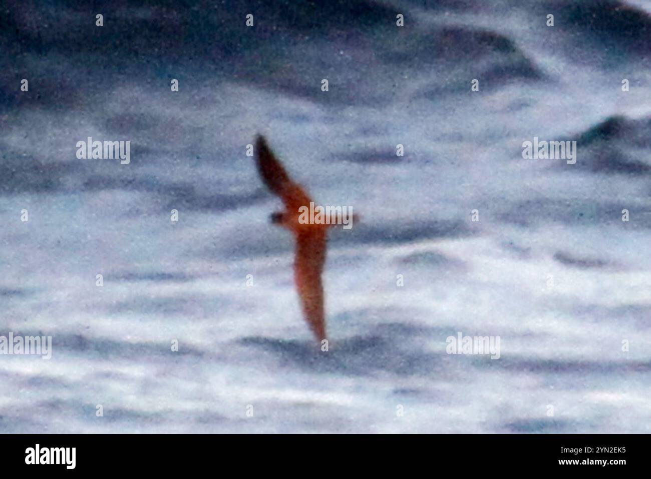Black Storm-Petrel (Hydrobates melania Stock Photo - Alamy