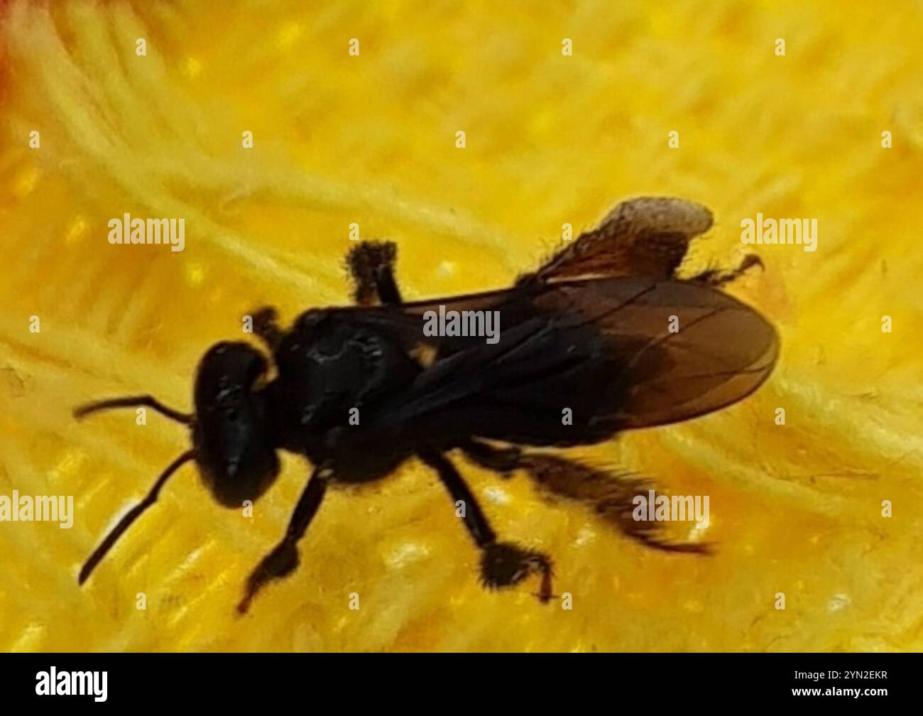 Spiny-legged Stingless bee (Trigona spinipes Stock Photo - Alamy