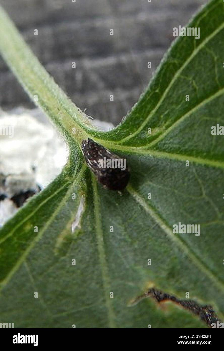 Keeled treehopper hi-res stock photography and images - Alamy
