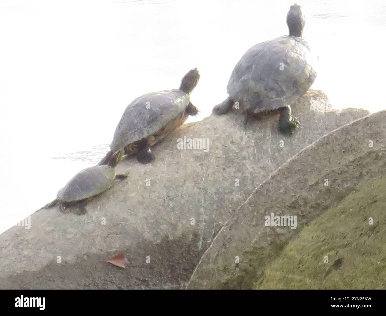 Turtles and Tortoises (Testudines Stock Photo - Alamy