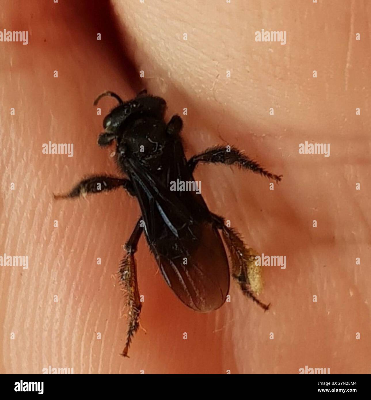 Spiny-legged Stingless bee (Trigona spinipes Stock Photo - Alamy