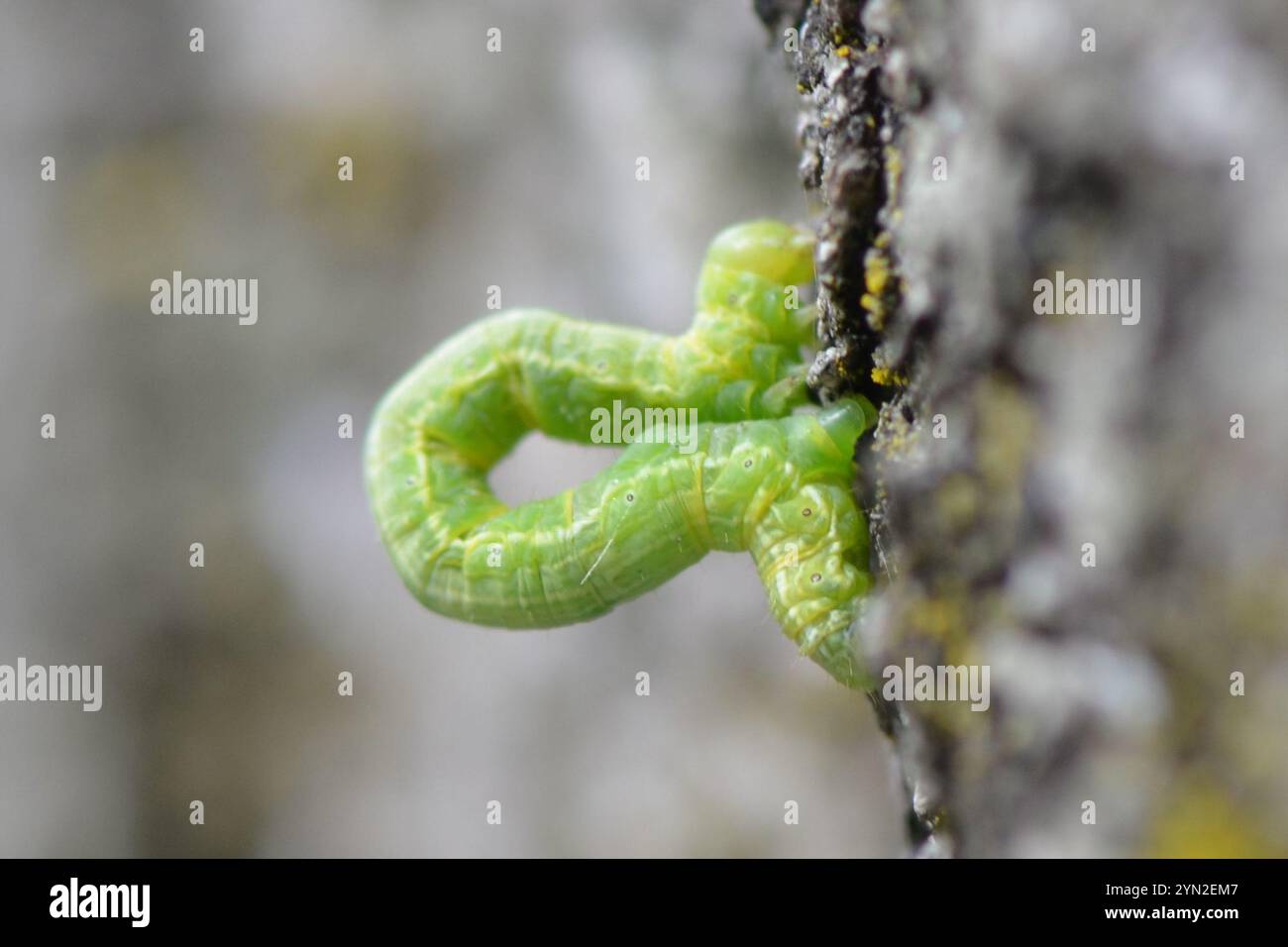 March Moth (Alsophila aescularia Stock Photo - Alamy