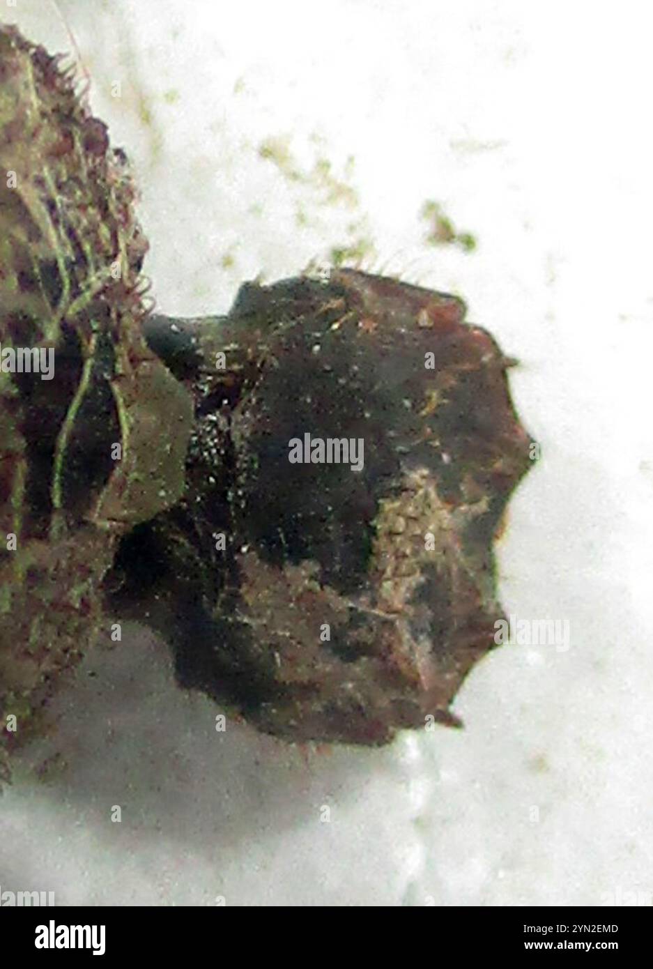 Spider Dung Beetles (Sisyphus Stock Photo - Alamy