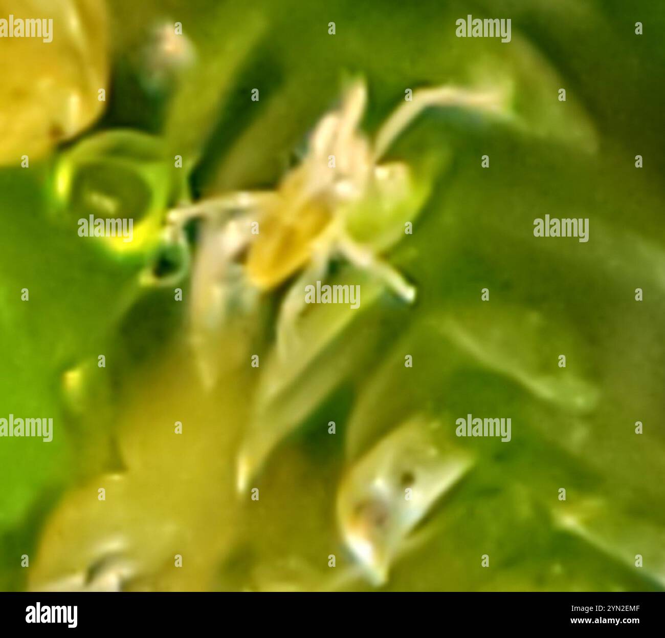 Mites and Ticks (Acari Stock Photo - Alamy