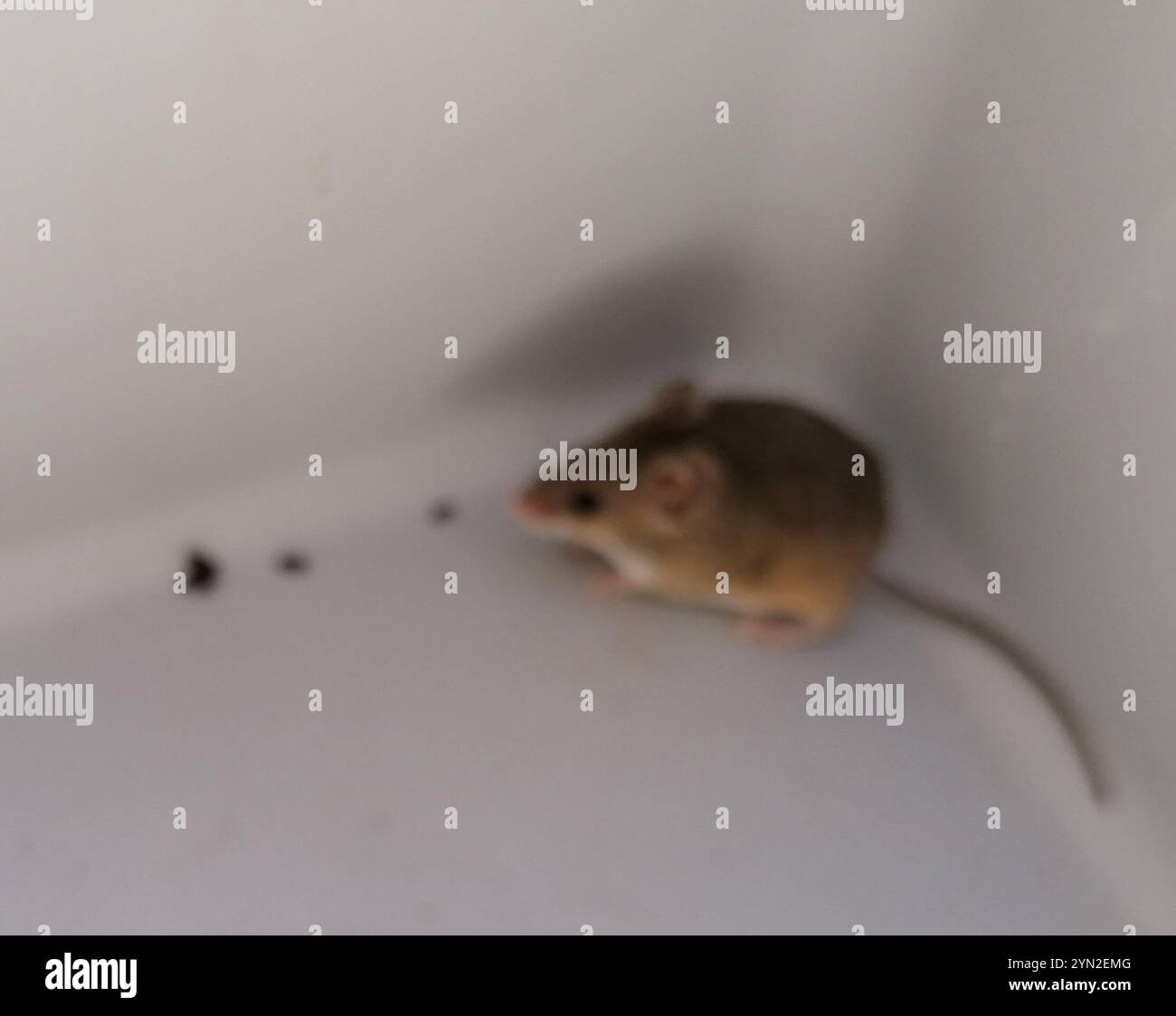 Old World Mice and Rats (Muridae Stock Photo - Alamy