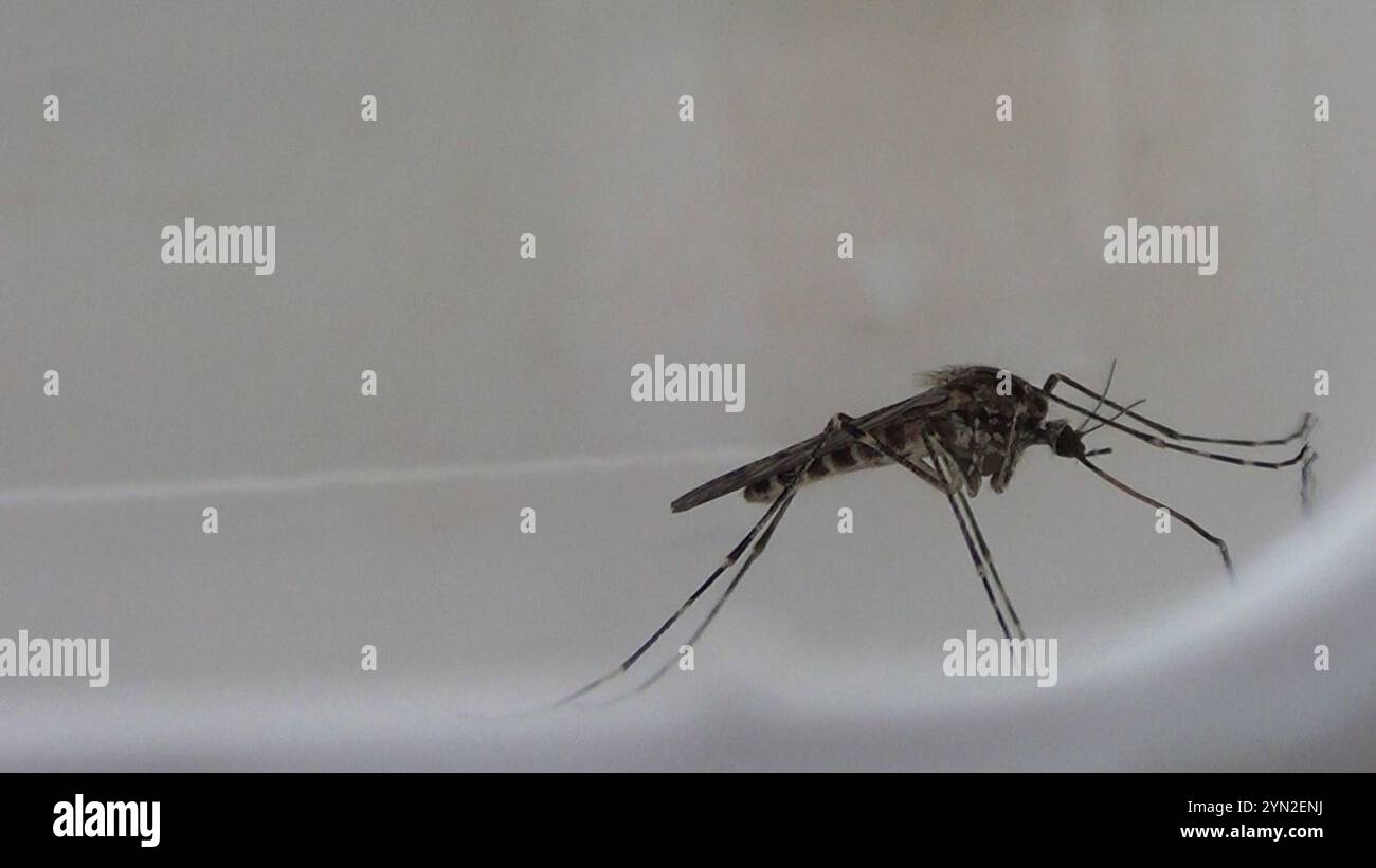 Banded house mosquito (Culiseta annulata Stock Photo - Alamy