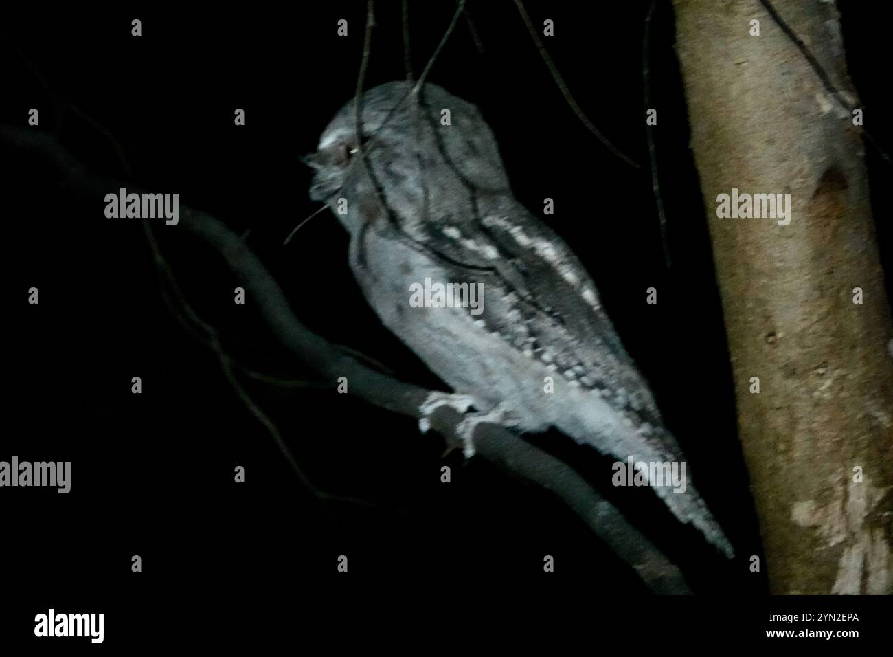 Tawny Frogmouth (Podargus strigoides Stock Photo - Alamy