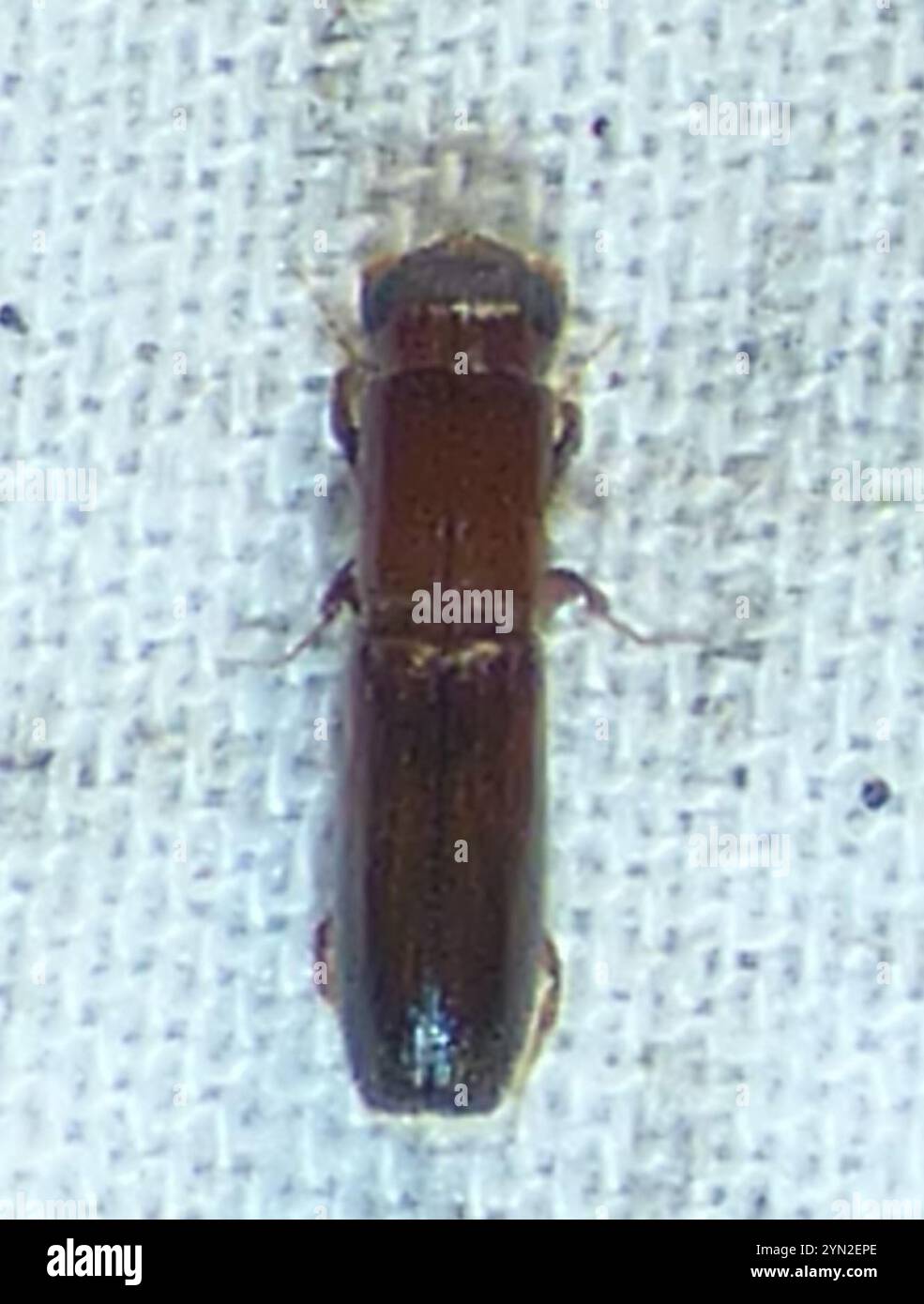 Pinhole Borer Beetles (Platypodinae Stock Photo - Alamy