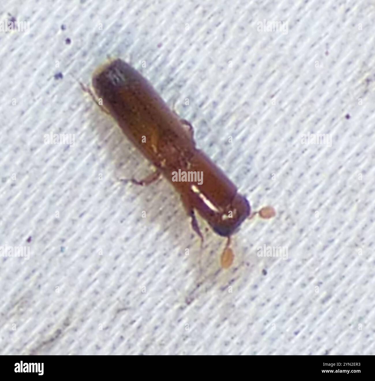 Pinhole Borer Beetles (Platypodinae Stock Photo - Alamy