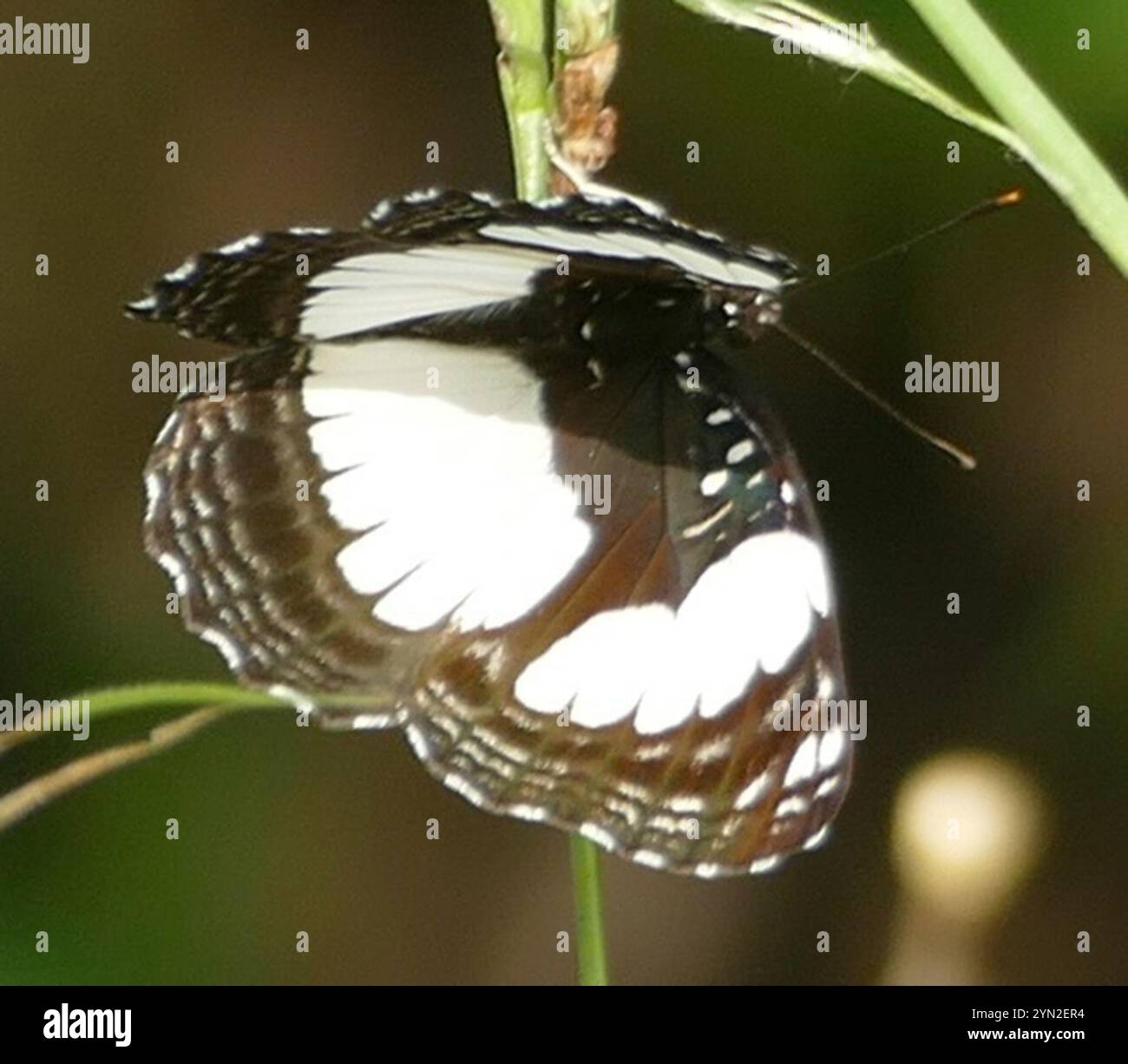 Typical Sailers (Neptis Stock Photo - Alamy