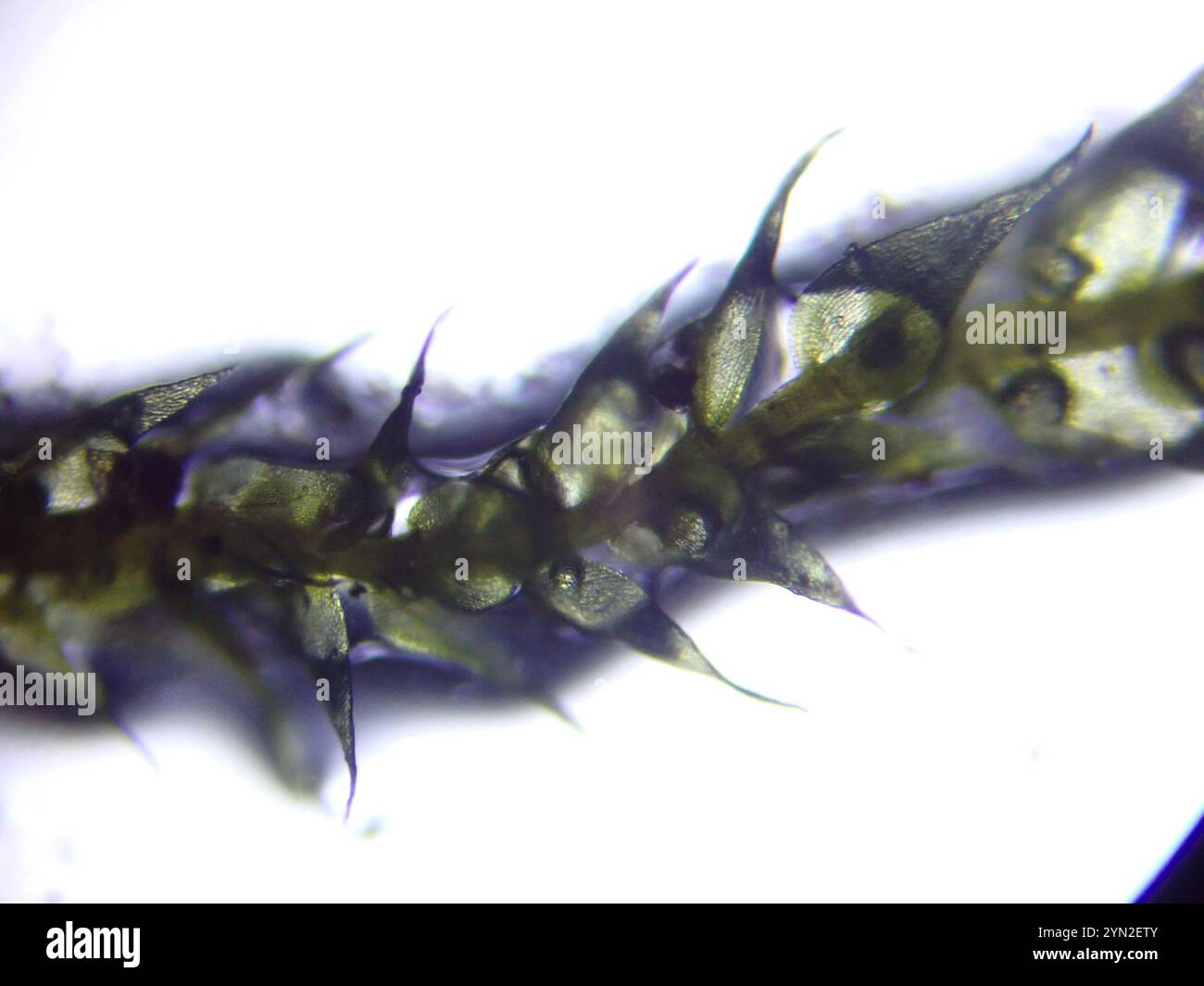 tangled thread moss (Hygroamblystegium varium Stock Photo - Alamy