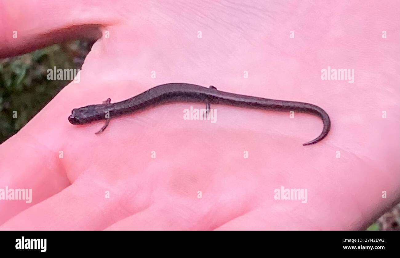 California Slender Salamander (Batrachoseps attenuatus Stock Photo - Alamy