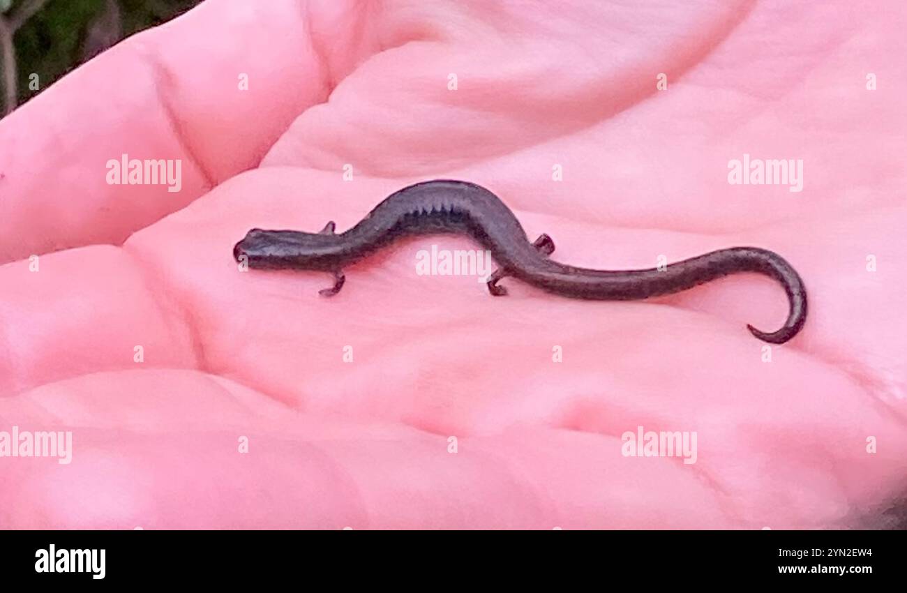 California Slender Salamander (Batrachoseps attenuatus Stock Photo - Alamy