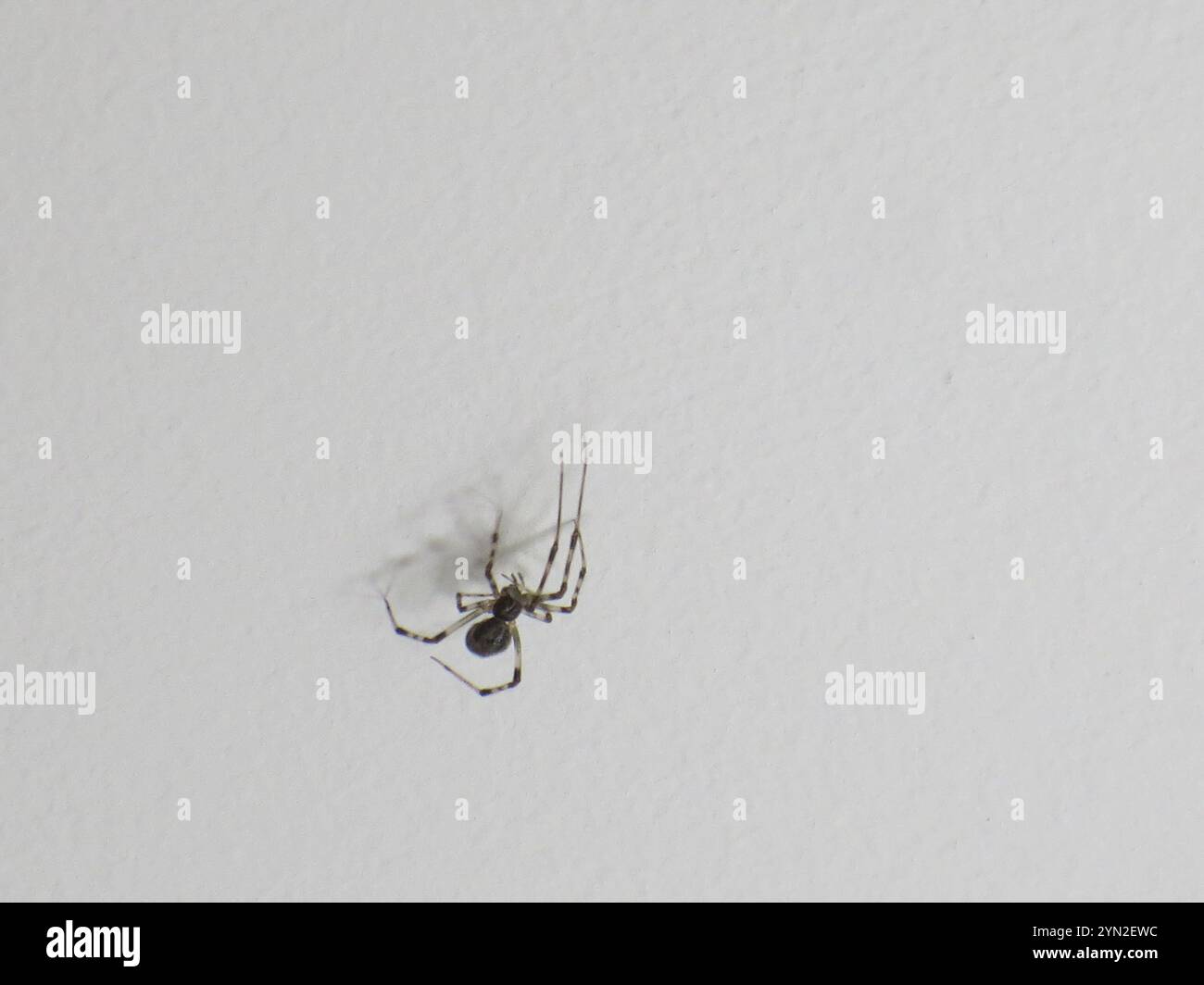 Common House Spider (Parasteatoda tepidariorum Stock Photo - Alamy