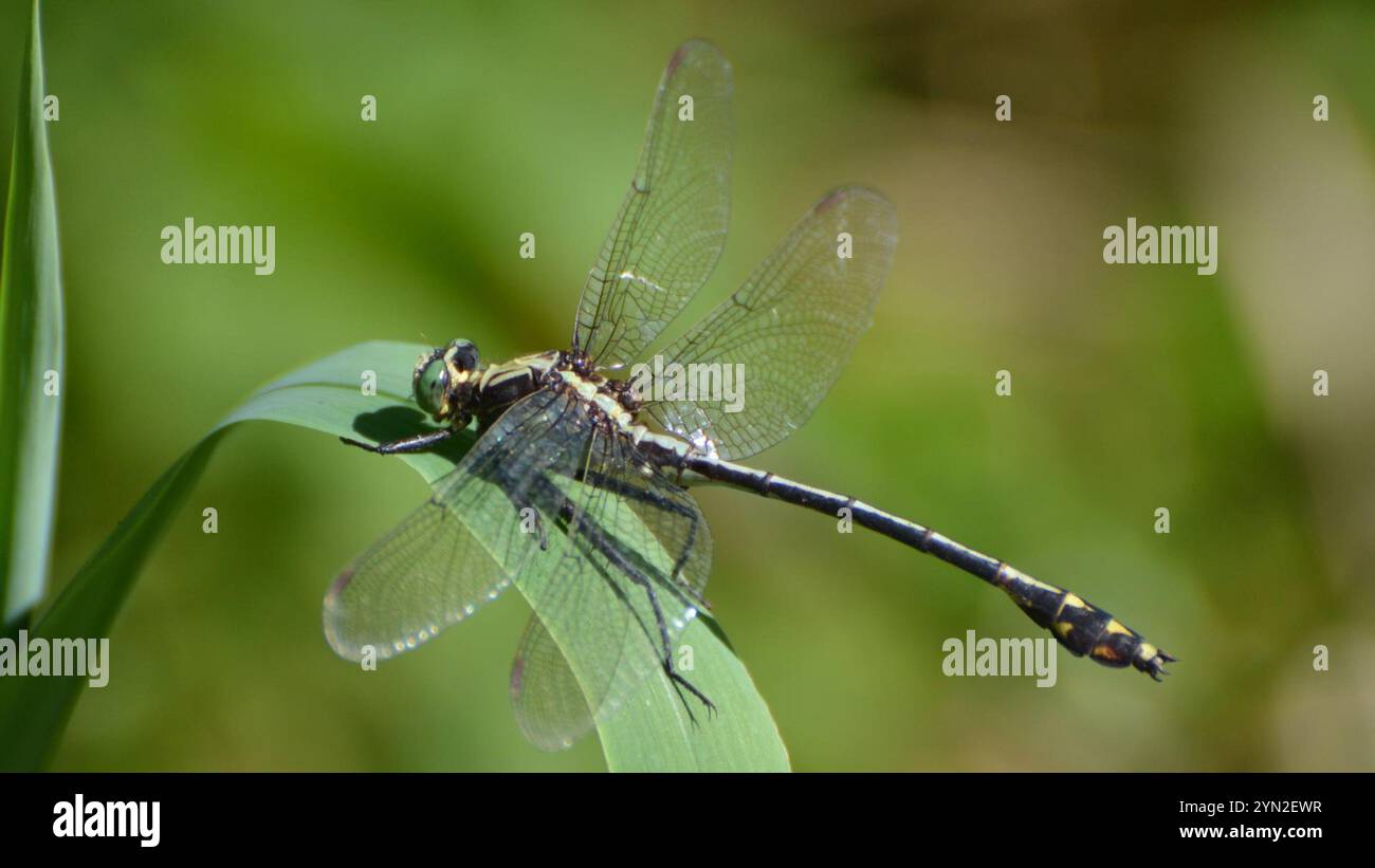 Black-shouldered Spinyleg (Dromogomphus spinosus Stock Photo - Alamy