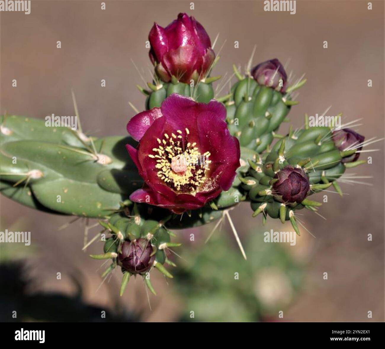 tree cholla (Cylindropuntia imbricata Stock Photo - Alamy