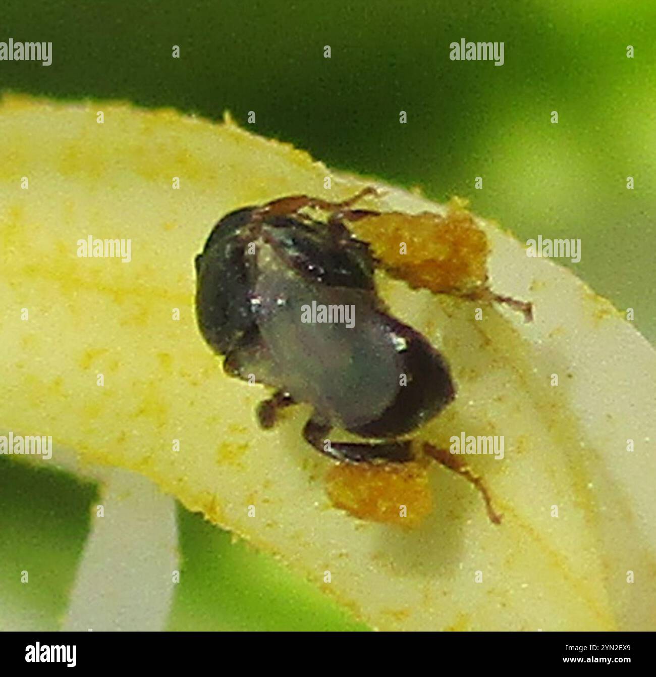 Stingless Bees (Meliponini Stock Photo - Alamy