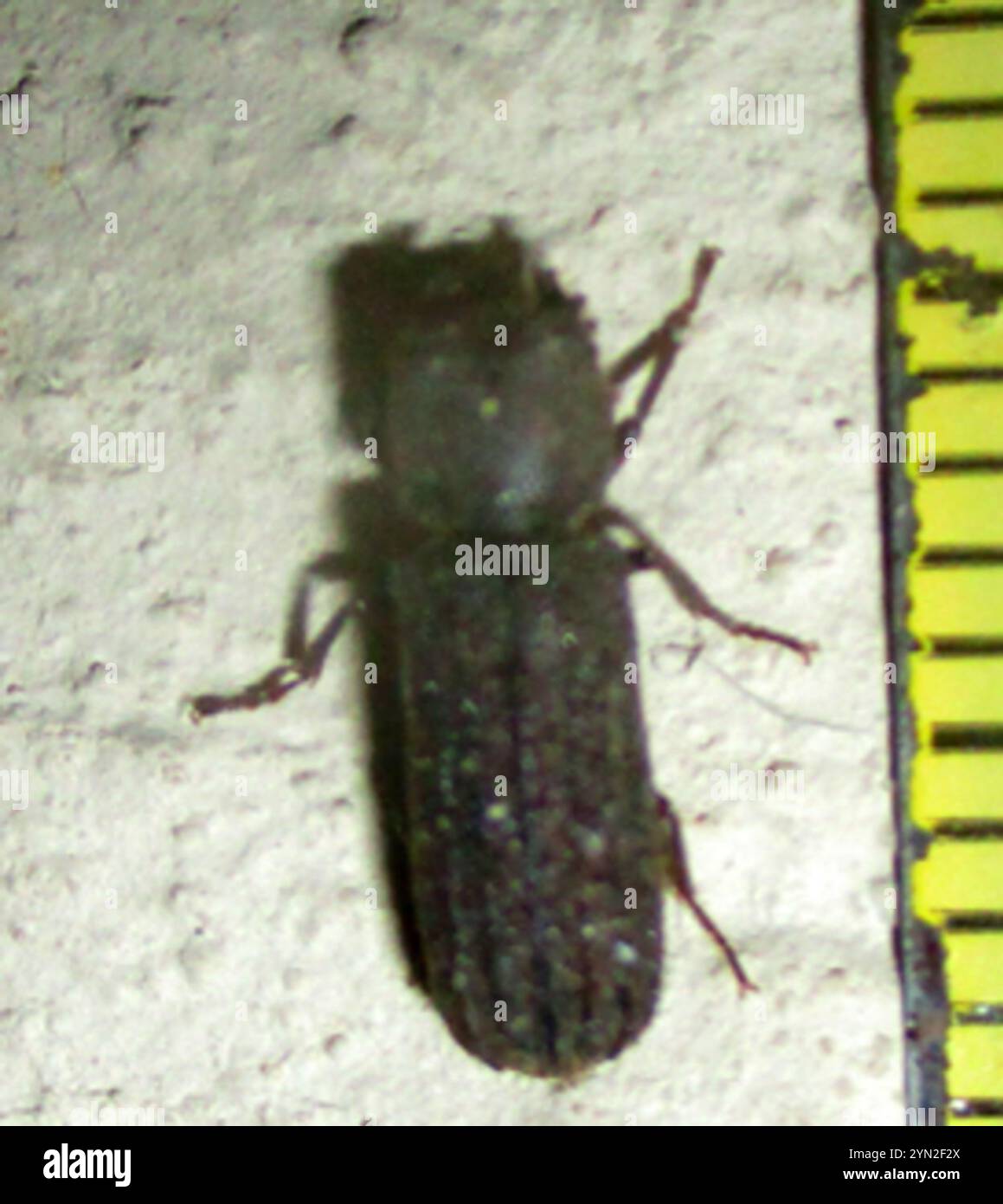 Auger Beetles (Bostrichidae Stock Photo - Alamy