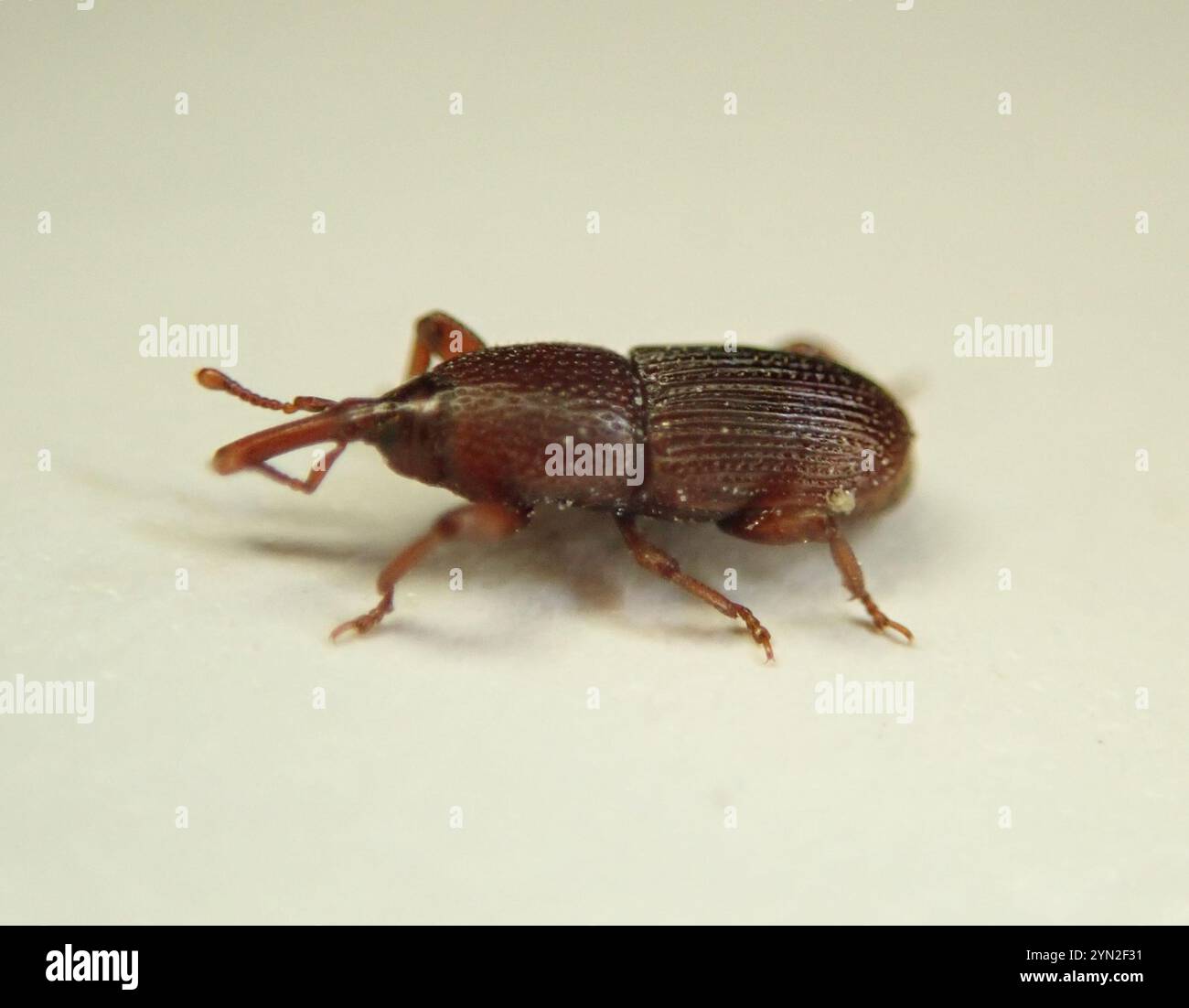 Sitophilus granarius hi-res stock photography and images - Alamy