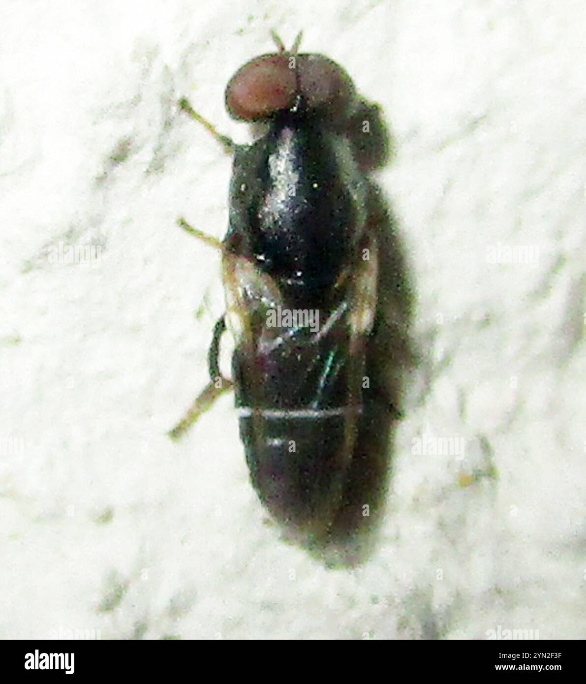 Scenopinus hi-res stock photography and images - Alamy