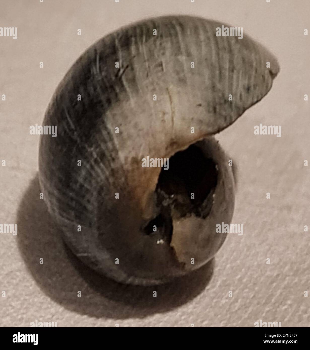 Common West Indian Bubble (Bulla occidentalis Stock Photo - Alamy