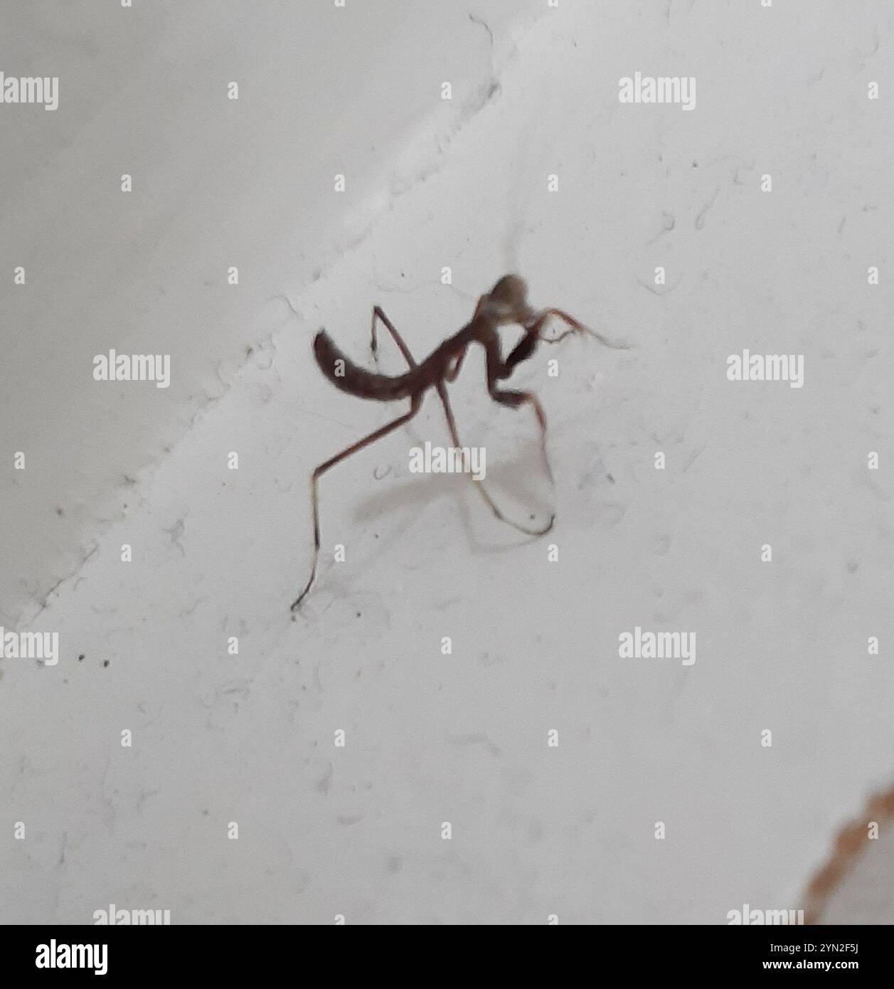 False garden mantis hi-res stock photography and images - Alamy