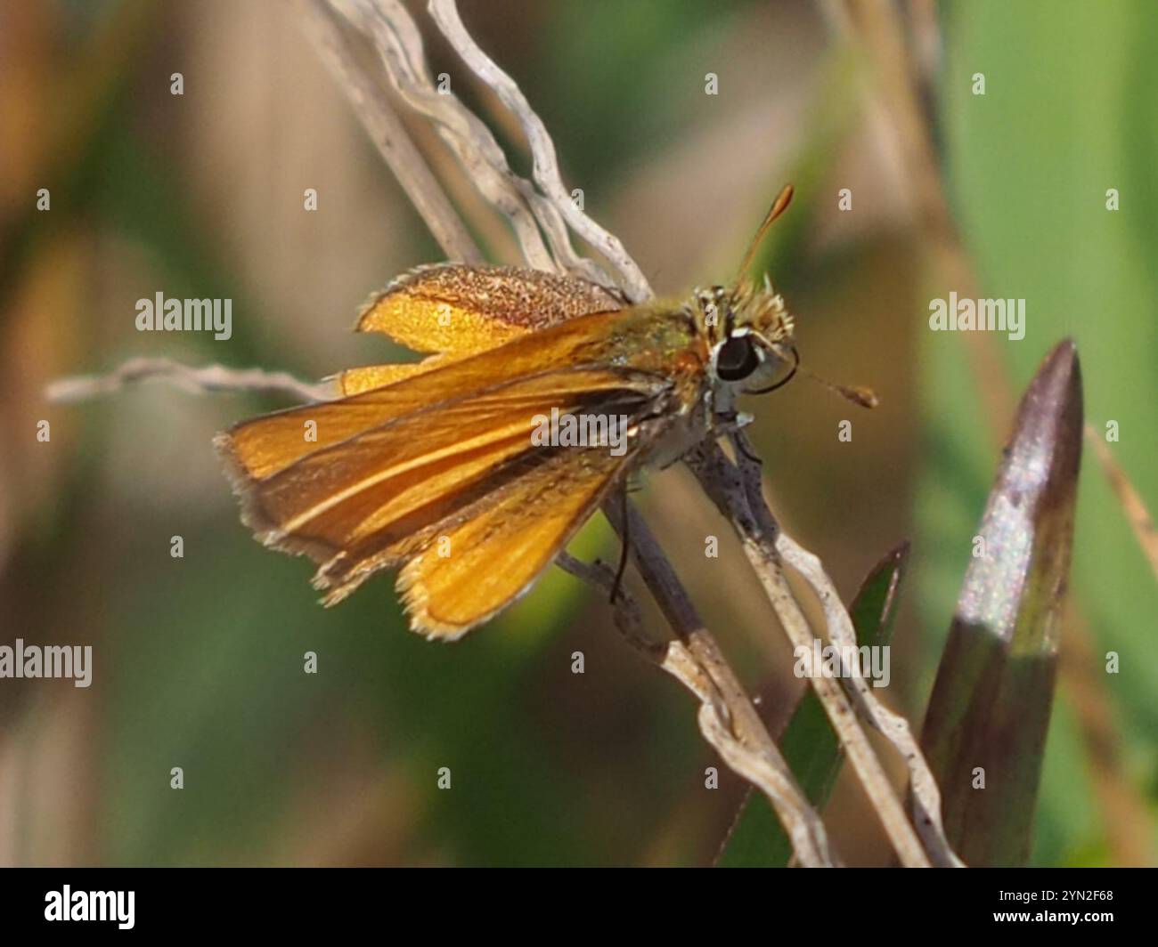 Southern Skipperling (Copaeodes minima Stock Photo - Alamy