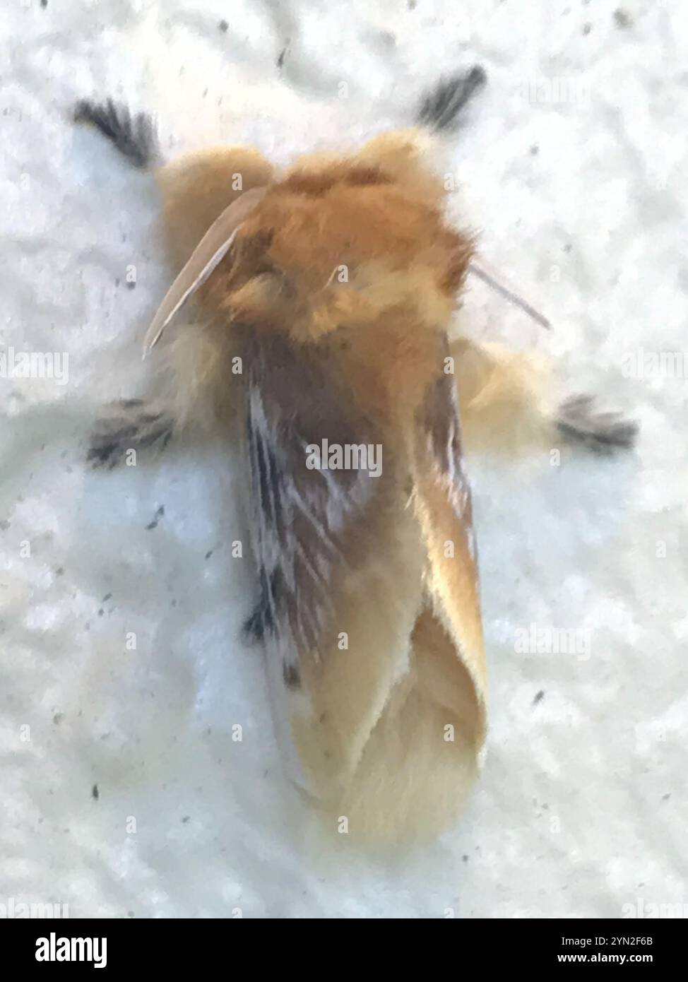 Southern Flannel Moth (Megalopyge opercularis Stock Photo - Alamy