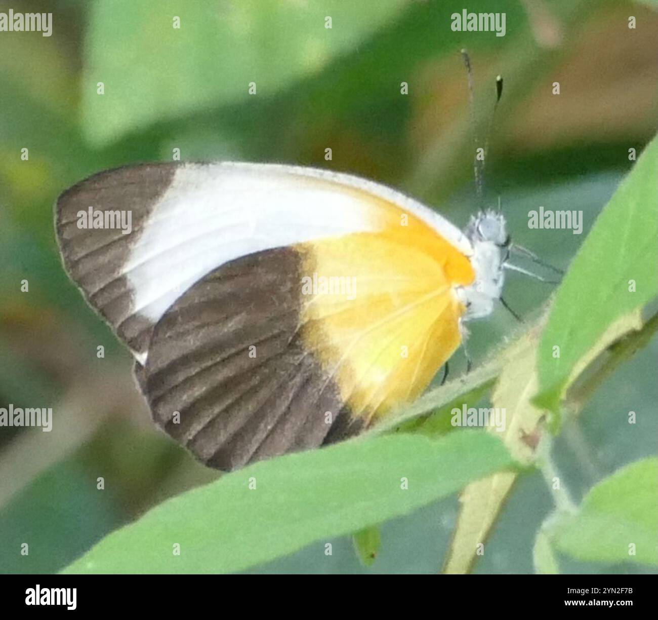 Western Dotted Border (Mylothris chloris chloris Stock Photo - Alamy
