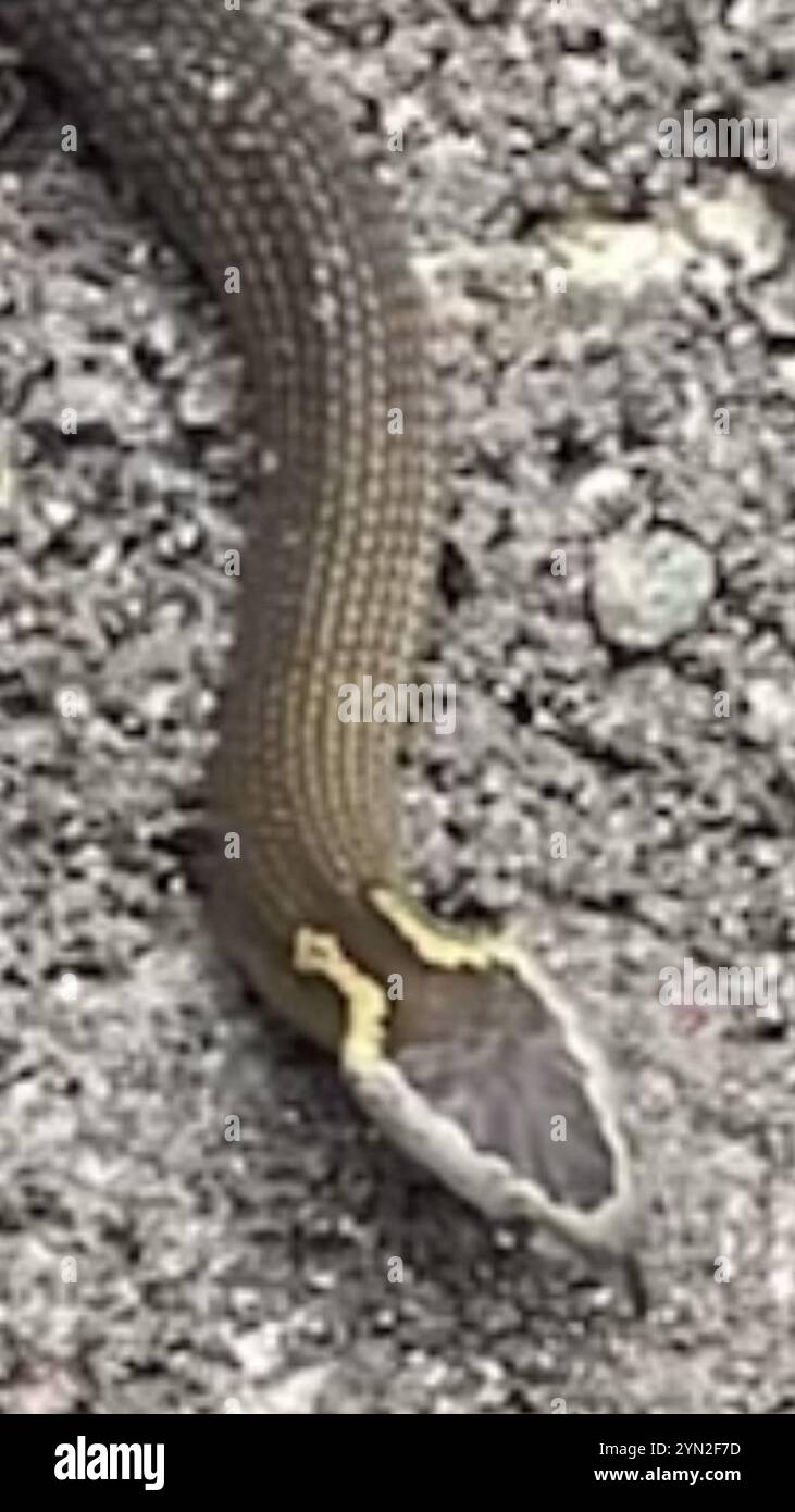 Golden-crowned Snake (Cacophis squamulosus Stock Photo - Alamy