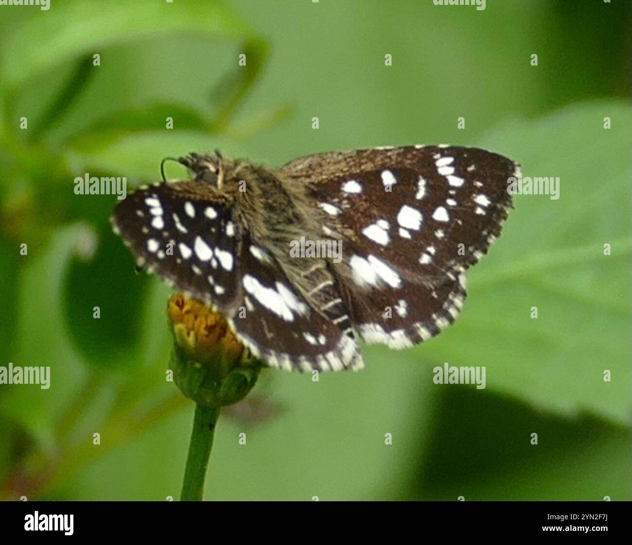 Mountain Sandman (Spialia spio Stock Photo - Alamy