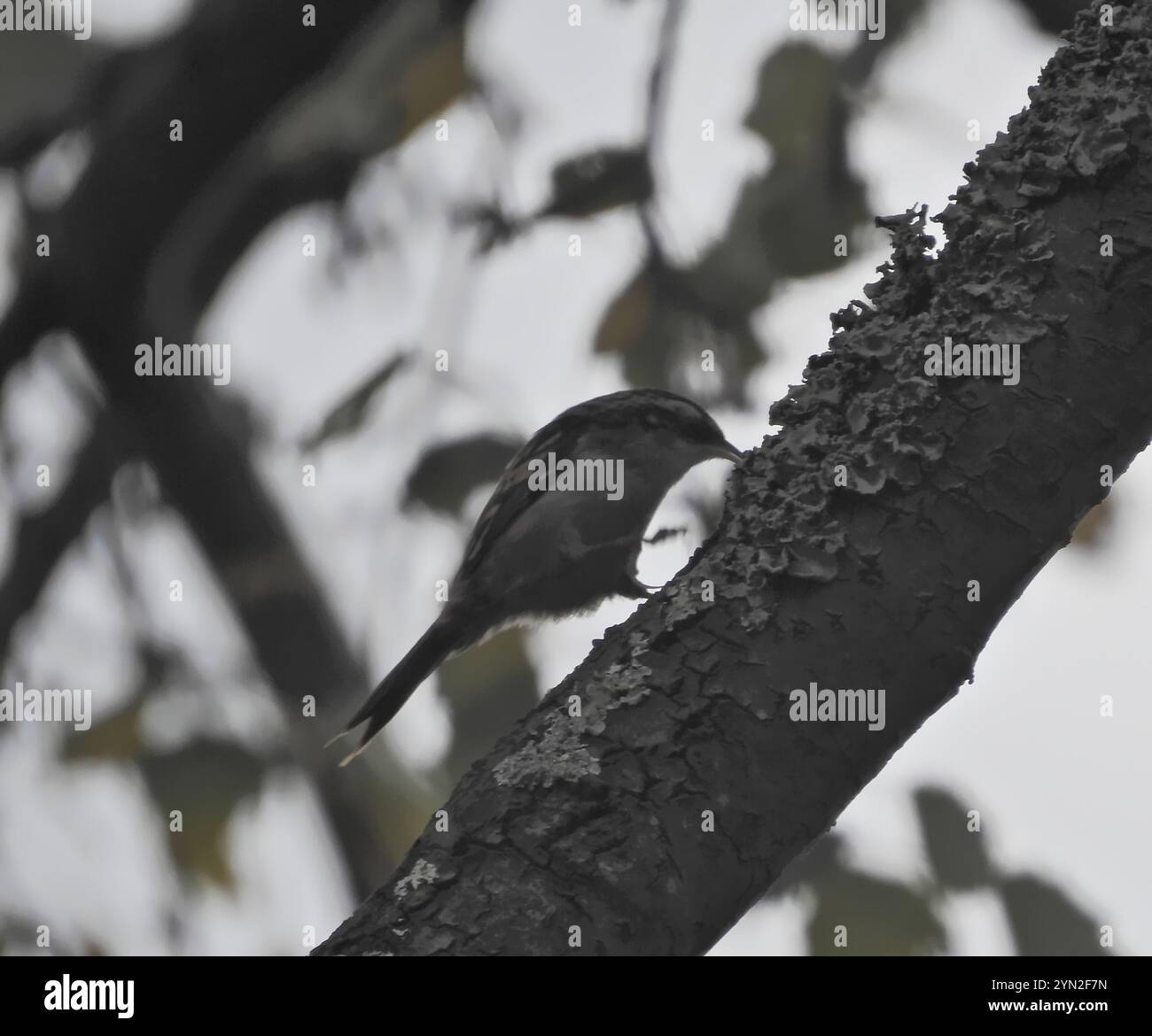 Short-toed Treecreeper (Certhia brachydactyla Stock Photo - Alamy