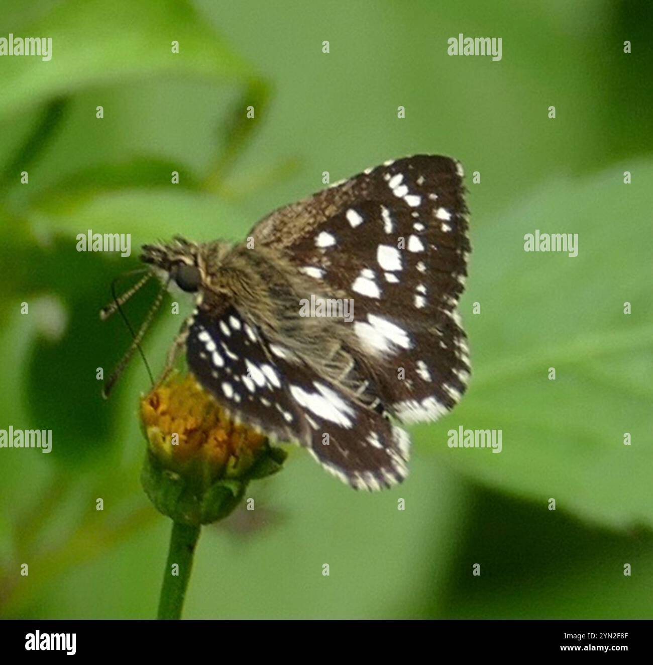 Mountain Sandman (Spialia spio Stock Photo - Alamy