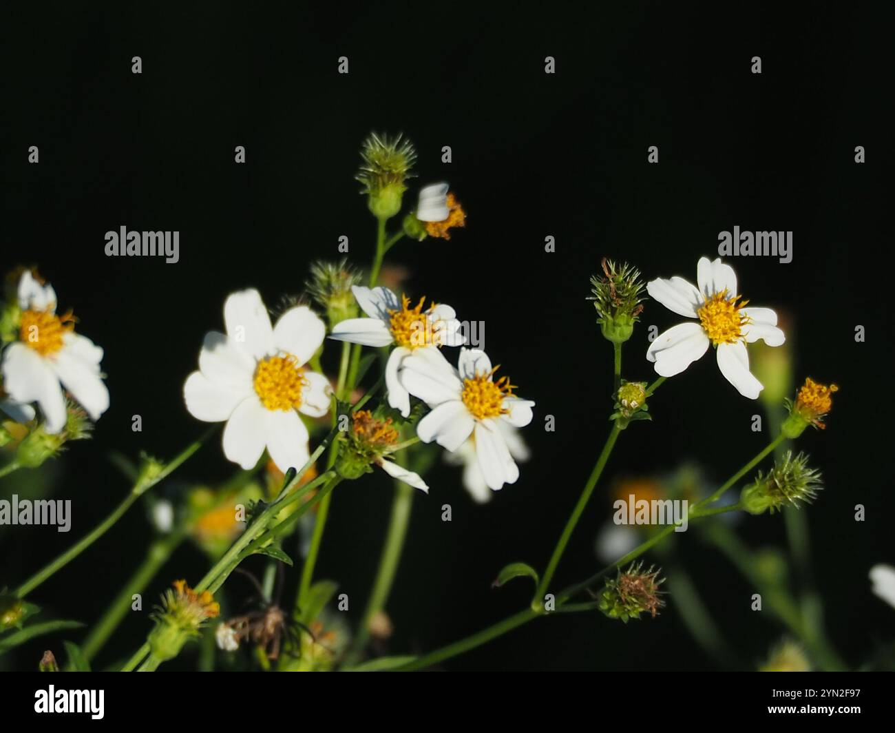 White beggarticks (Bidens alba Stock Photo - Alamy