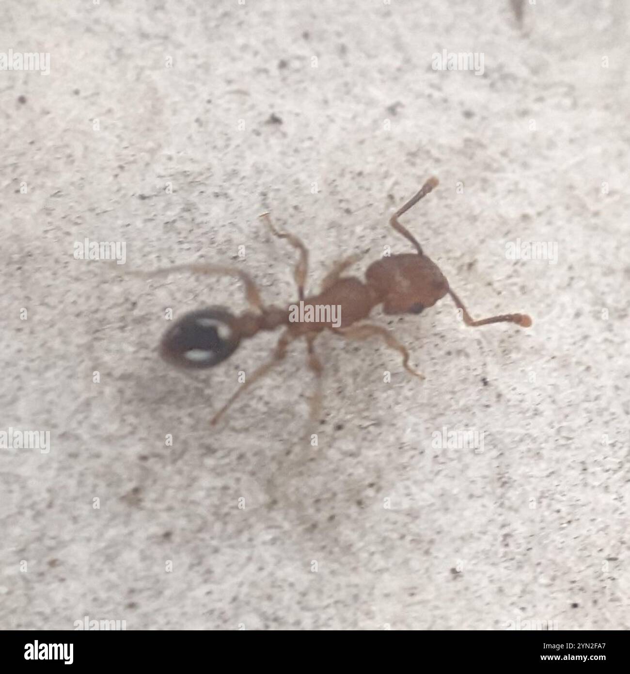 Pennant ant hi-res stock photography and images - Alamy